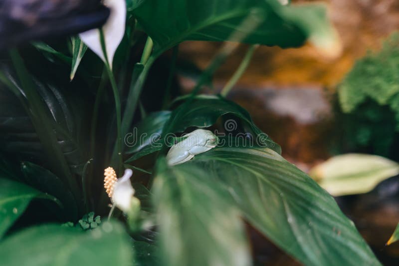 A Green Tree Frog Resting on a Broad Leaf among Lush Foliage in a ...