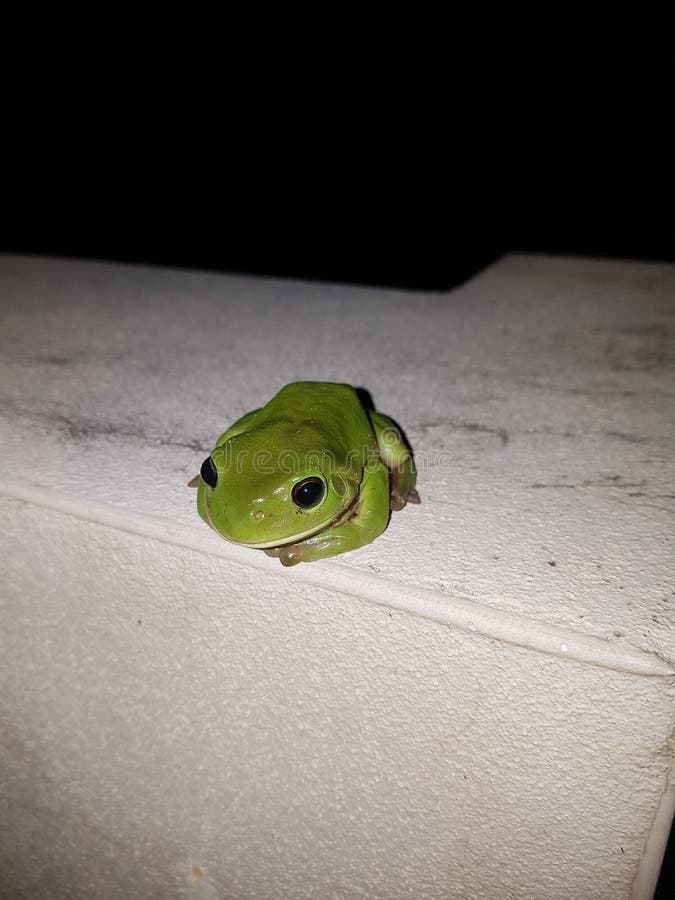 Green Tree Frog Sitting on Cement Stock Photo - Image of tree, sitting ...
