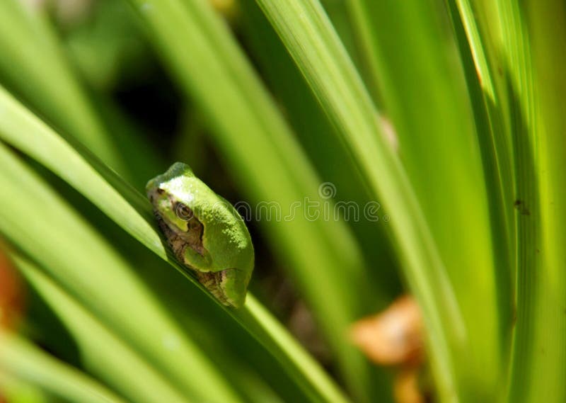 Green Tree Frog Sitting on Grass Stock Image - Image of frog, living ...