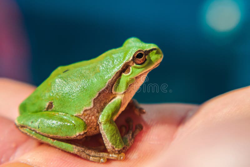 A Green Tree Frog Sitting on a Human Hand. Close-up. Stock Photo ...