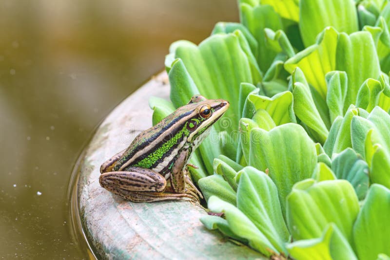 A Green Tree Frog Sitting on a Tub and Water Lettuce Stock Image ...