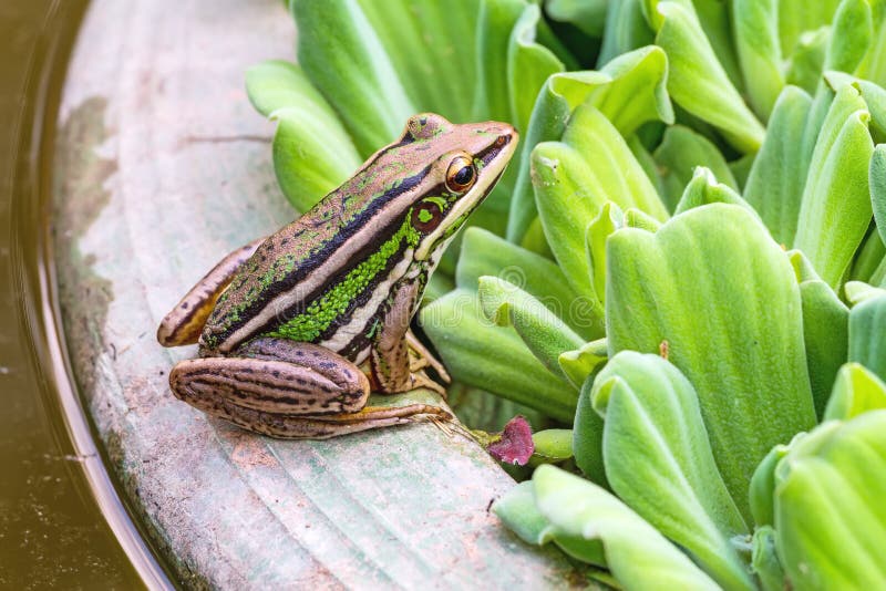 A Green Tree Frog Sitting on a Tub and Water Lettuce Stock Image ...