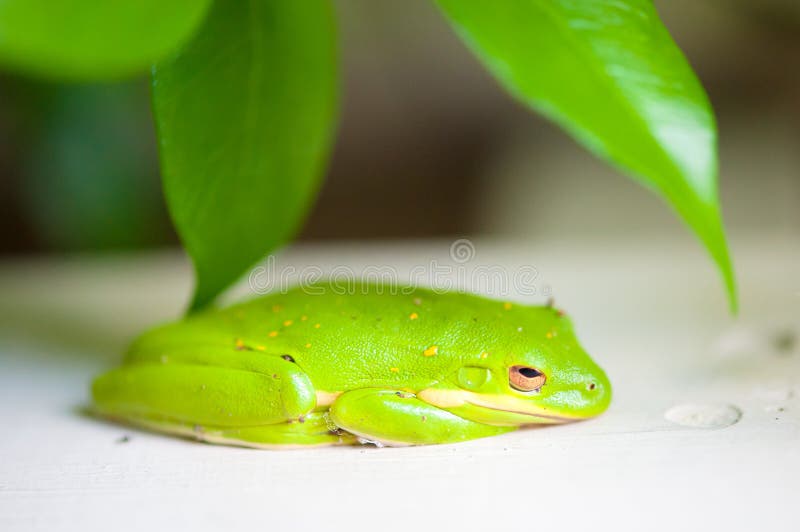 Green tree frog stock photo. Image of green, wildlife - 35850032
