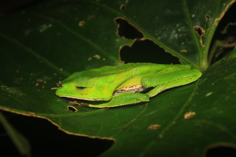 A Green Tree Frog Sleeping on a Large Green Leaf in a Not so Elegant ...