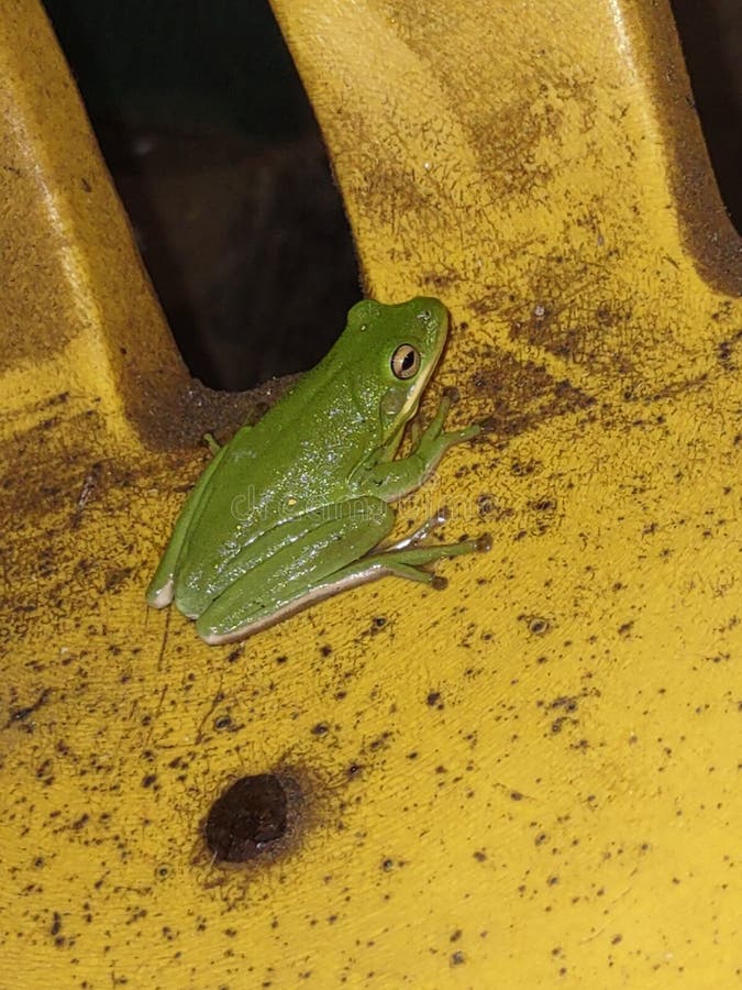 Green Tree Frog Slimy Sticky Stock Photo - Image of sticky, frog: 230334936