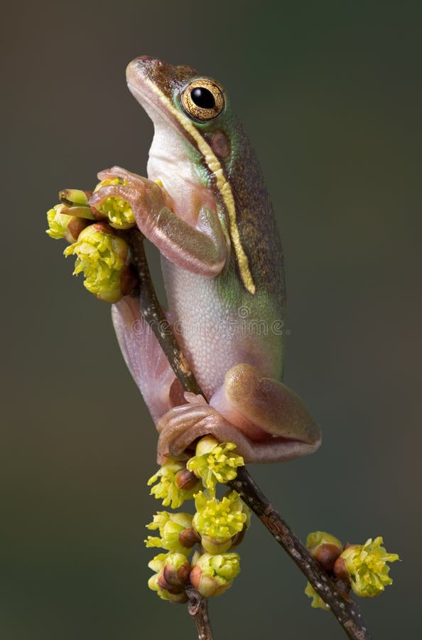 Green Tree Frog on Spring Plant. Stock Photo - Image of tree, nature ...