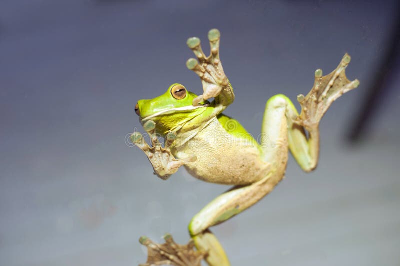 A Green Tree Frog with Sticky Feet on Glass Stock Image - Image of ...