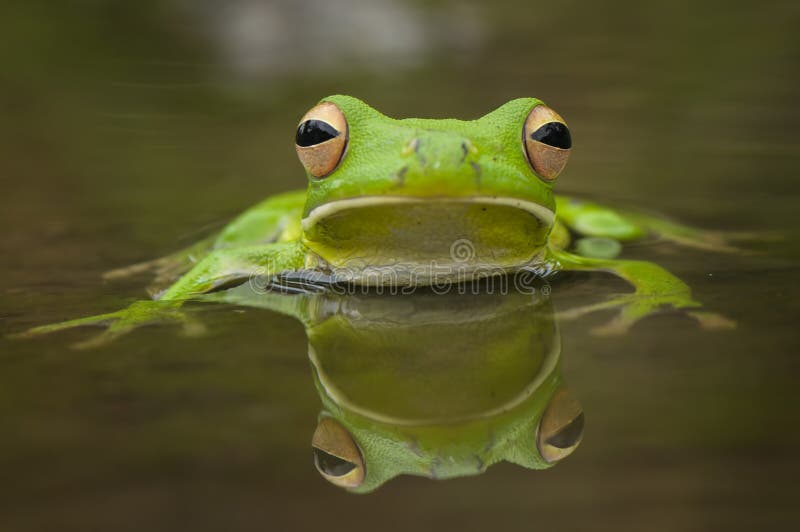 Green Frog in the Water stock image. Image of reptile - 109666545
