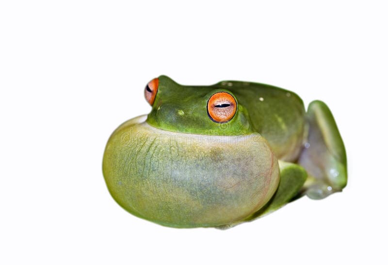 All Puffed Up Green Tree Frog Stock Photos - Free & Royalty-Free Stock ...