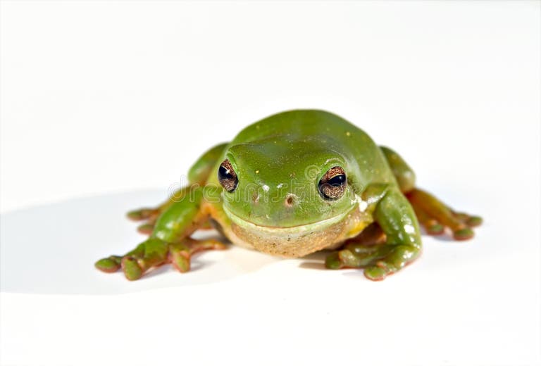 7,193 Tree Frog White Background Stock Photos - Free & Royalty-Free ...