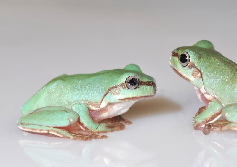 Green Tree frogs stock image. Image of whites, australia - 13442817