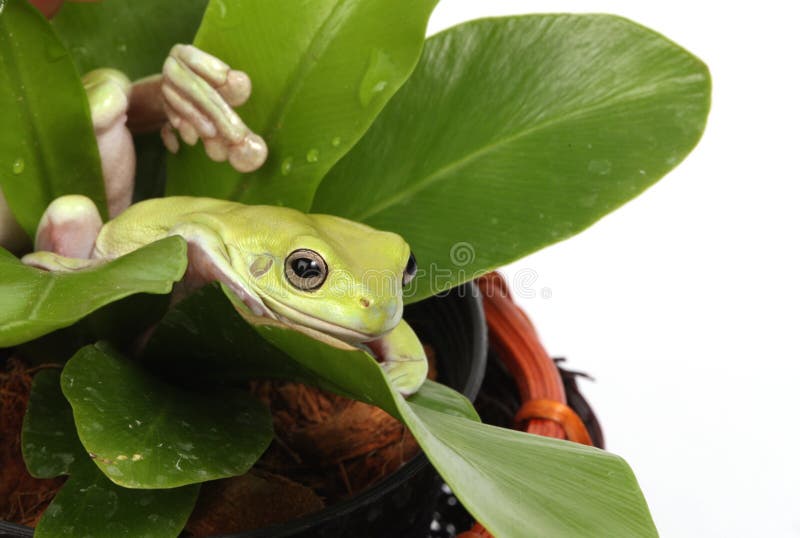 Green tree frogs stock image. Image of close, treefrogs - 8404903