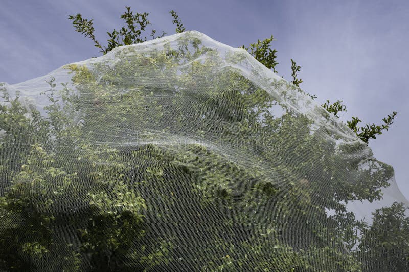 Green Tree with Fruits Protected with Thin Plastic Mesh Against Pecking ...