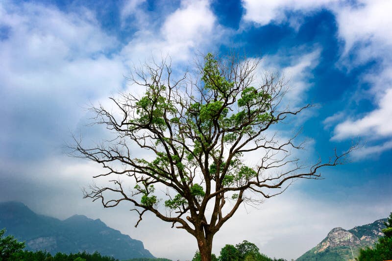 Green tree stock photo. Image of farm, horizon, scene - 94790272
