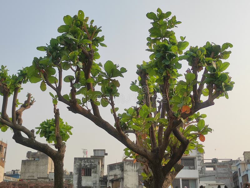Green tree in the garden stock image. Image of leaf - 214037839