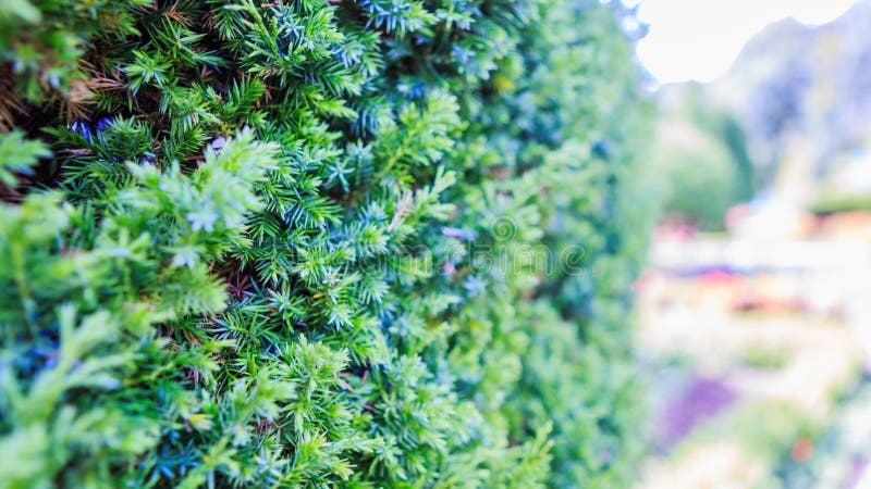 Green tree in the garden stock image. Image of bright - 61910823