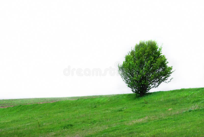 Green Tree on Grass Isolated Stock Image - Image of group, fresh: 170521379