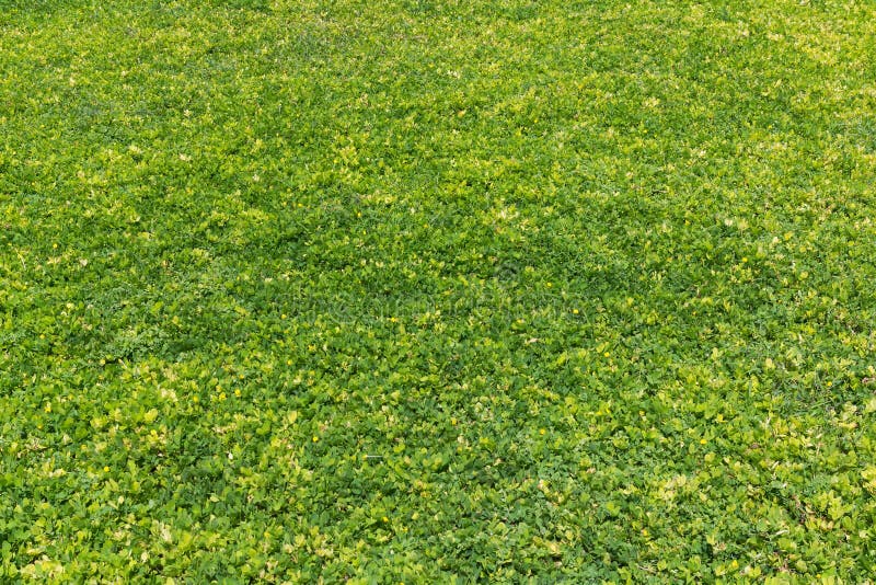 Green tree grass texture stock photo. Image of abstract - 93007292