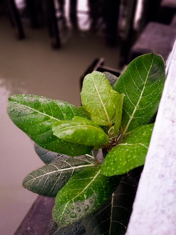 Green Tree Growing on the Jetty Stock Photo - Image of nature, tree ...