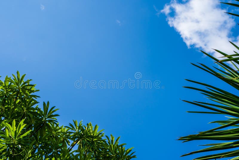 Green Tree with High Blue Sky Stock Image - Image of green, cloudscape ...