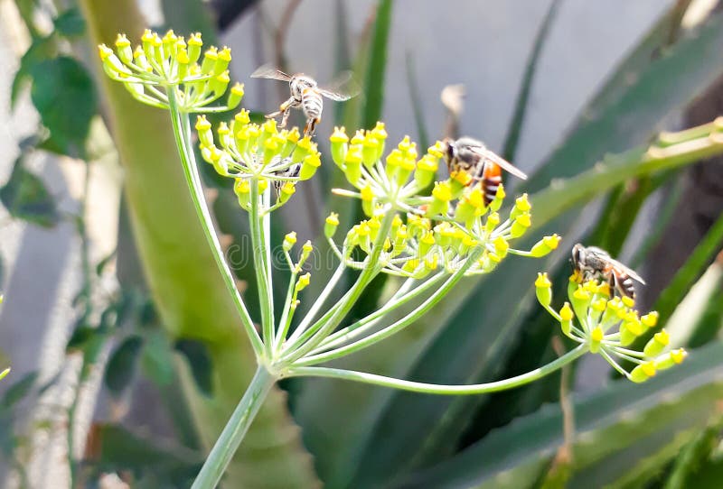 983 Fennel Tree Stock Photos - Free & Royalty-Free Stock Photos from ...
