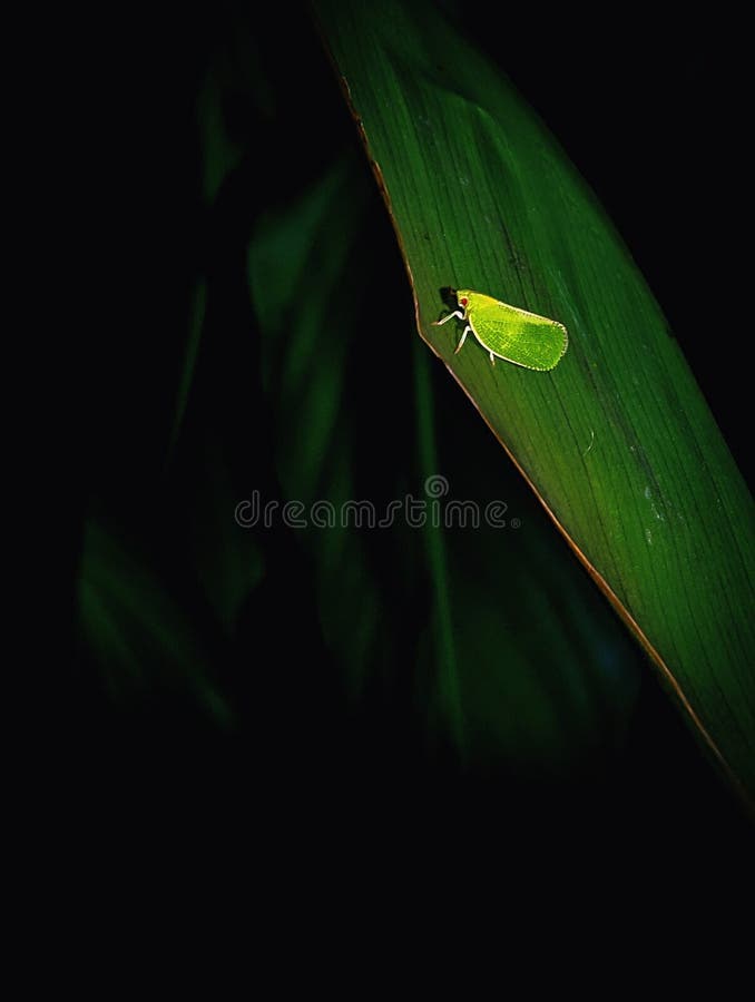 Green Tree Hopper on a Leaf Stock Photo - Image of leaf, insect: 196932196