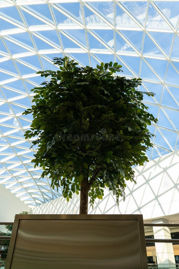 Green Tree Inside a Big Modern Shoping Mall Editorial Photo - Image of ...