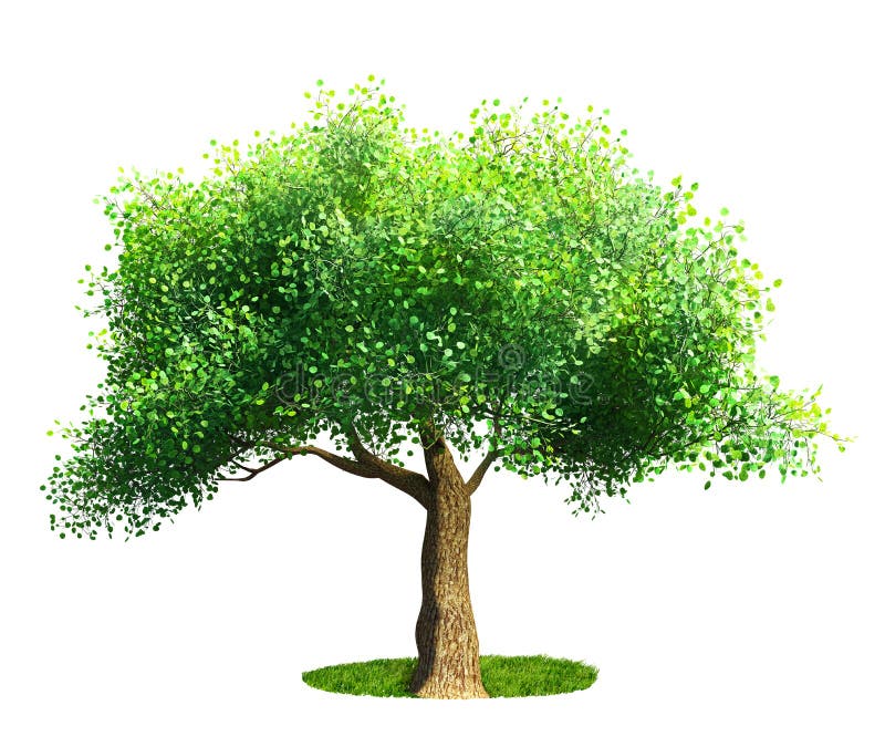 Green Tree Isolated on Transparent Background, 3D Illustration Stock ...
