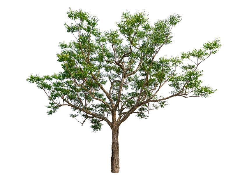 Isolated Green Tree on Pure White Background . Stock Photo - Image of ...