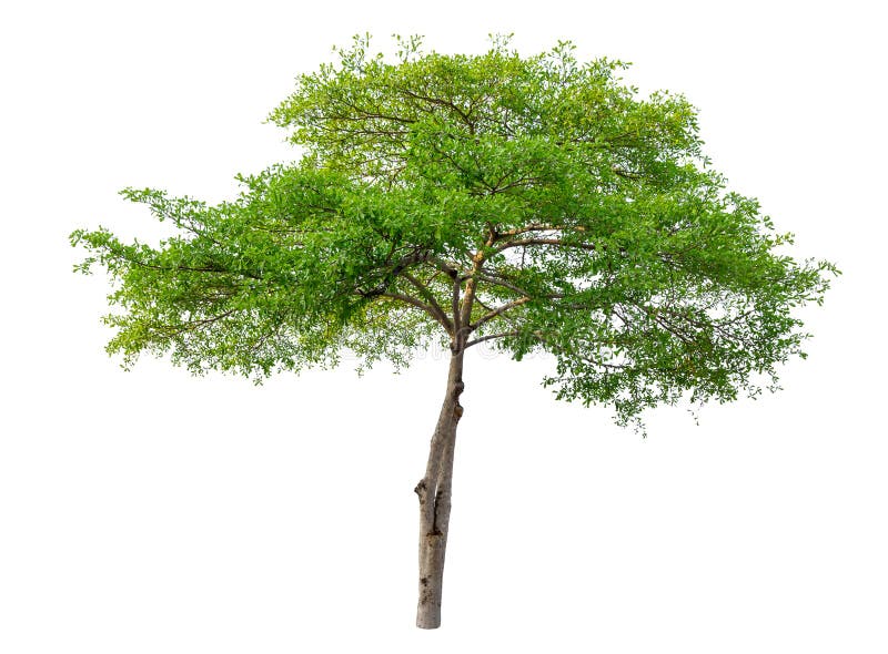 Isolated Green Tree On Pure White Background . Stock Photo - Image of ...