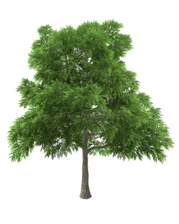 Sassafras Tree Stock Illustrations – 398 Sassafras Tree Stock ...