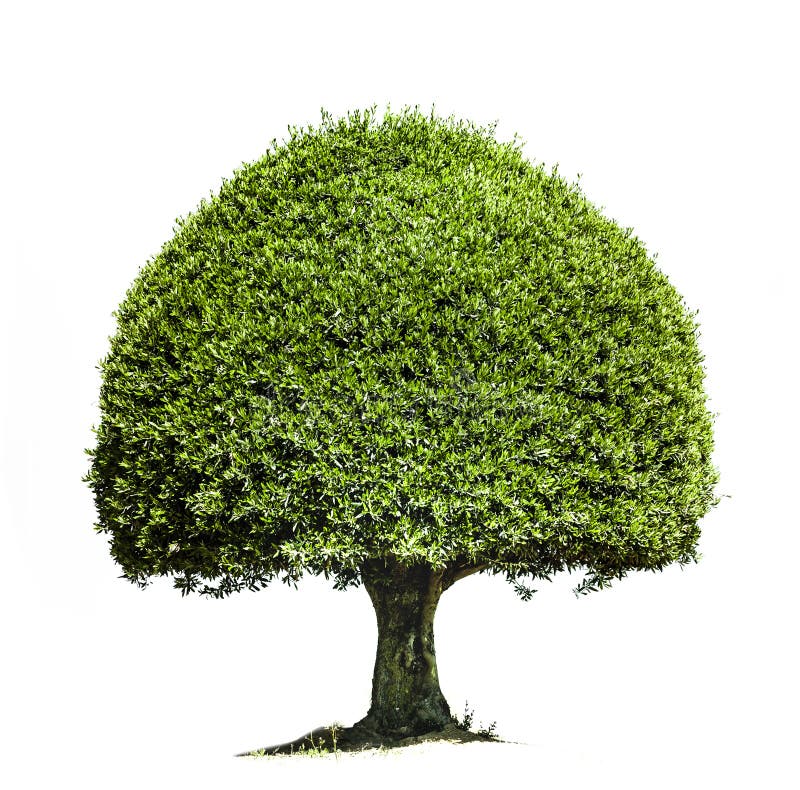 Tree Isolated on White Background Stock Image - Image of maple, strong ...