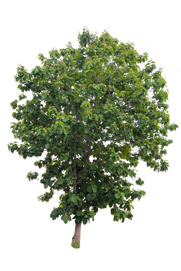 Big tree isolated. stock image. Image of foliage, collection - 117277155