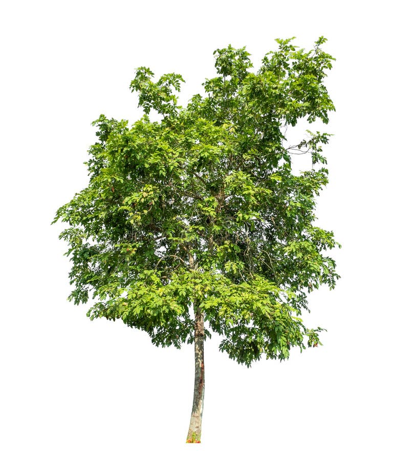 Green Tree Isolated on White Background with Clipping Path and Alpha ...