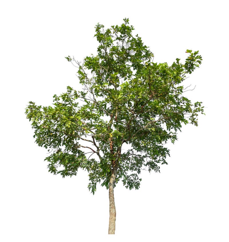Green Tree Isolated on White Background with Clipping Path and Alpha ...