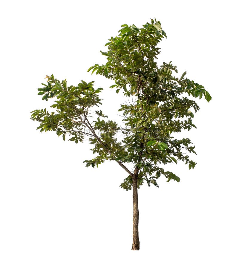 Green Tree Isolated on White Background with Clipping Path and Alpha ...