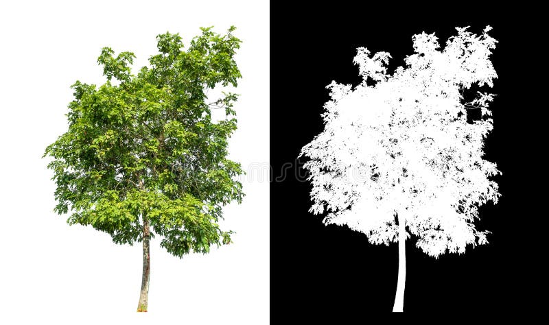 Green Tree Isolated on White Background with Clipping Path and Alpha ...