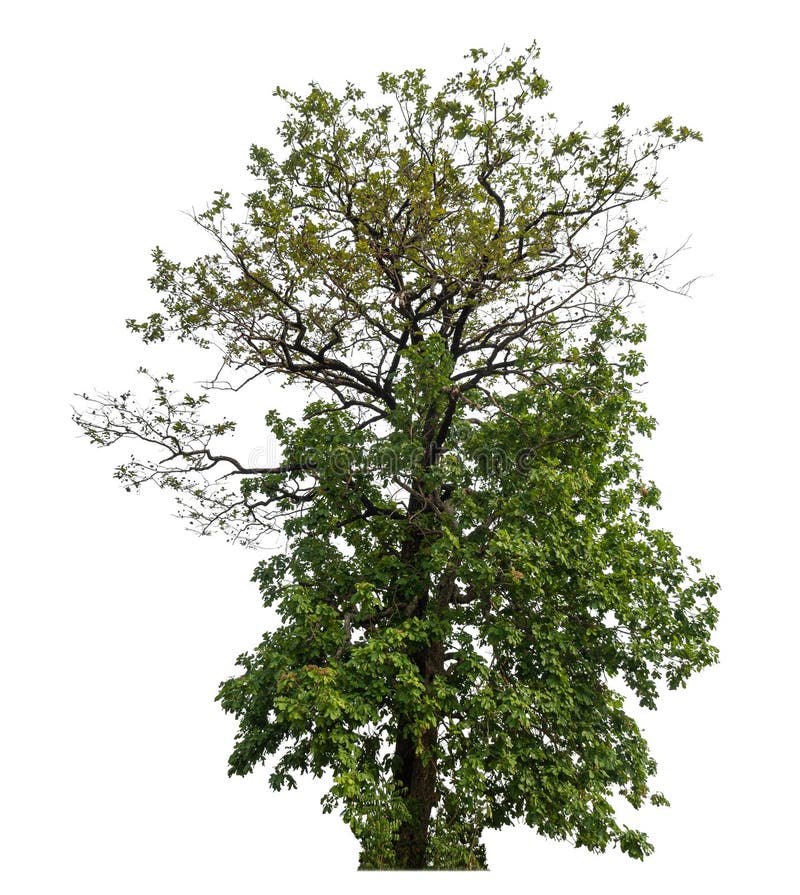 7,975 Tree Branch Alpha Stock Photos - Free & Royalty-Free Stock Photos ...