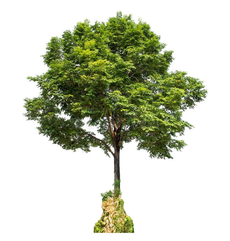 Green Tree Isolated on White Background with Clipping Path and Alpha ...