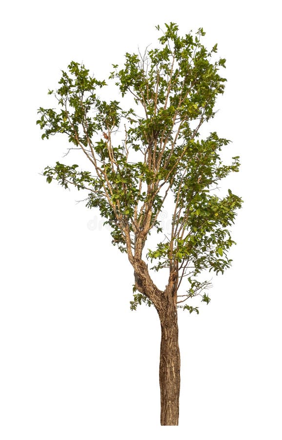 Green Tree Isolated on White Background with Clipping Path and Alpha ...