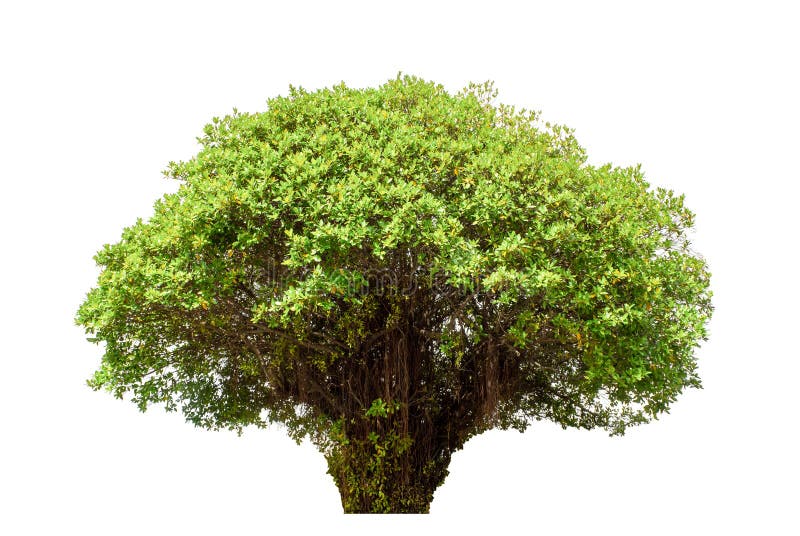Green Tree Isolated on White Background with Clipping Path . Stock ...
