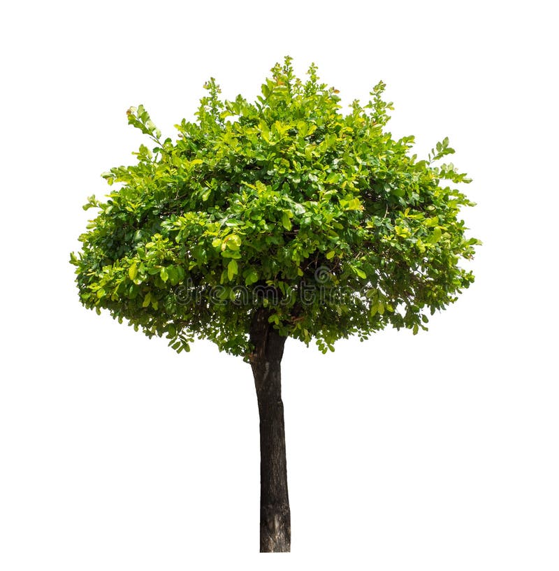 Green Tree Isolated on White Background with Clipping Path . Stock ...