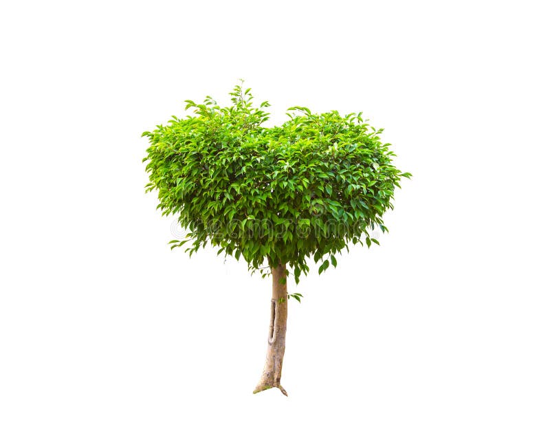 Green Tree Isolated on a White Background. Stock Image - Image of ...