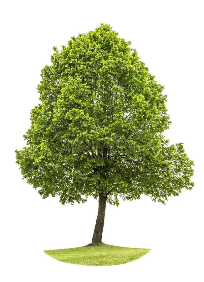 Green Tree Isolated on White Background. Nature Object Stock Photo ...