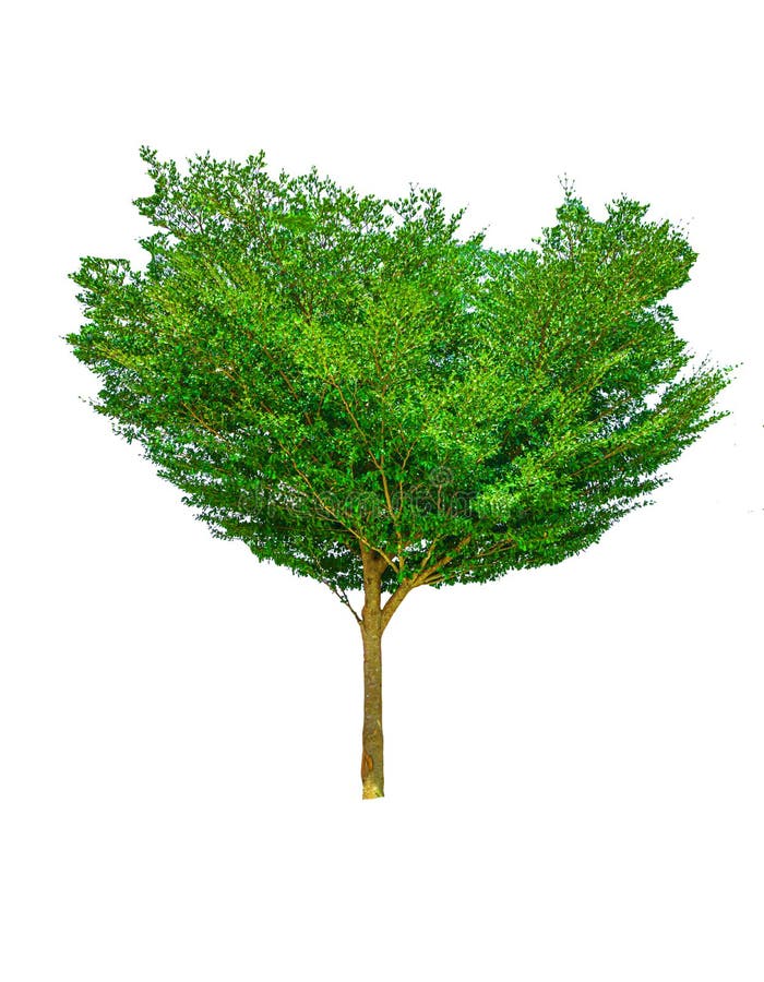 Green Tree Isolated on White Background Stock Image - Image of lawn ...
