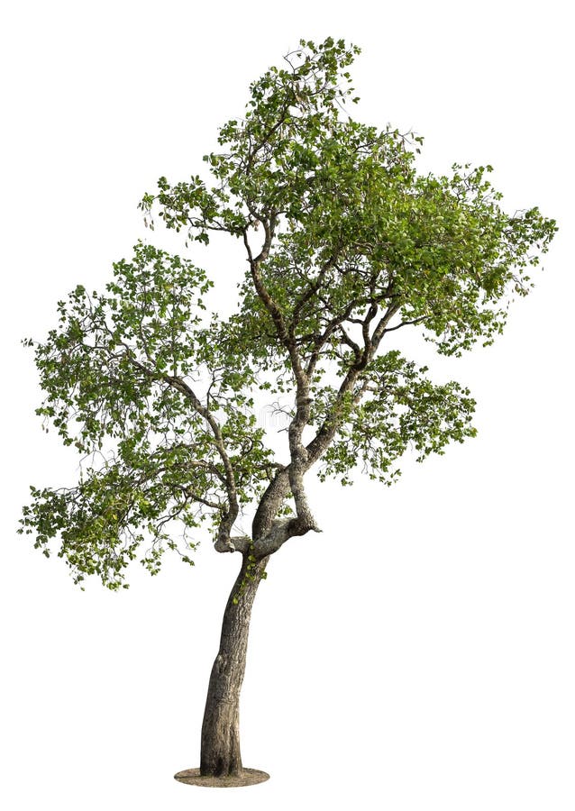Green Tree Isolated On White Background Stock Photo - Image of foliage ...