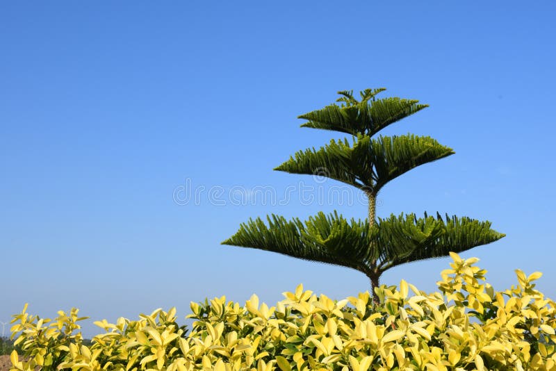 Natural Green Tree, Use for Background Stock Photo - Image of color ...