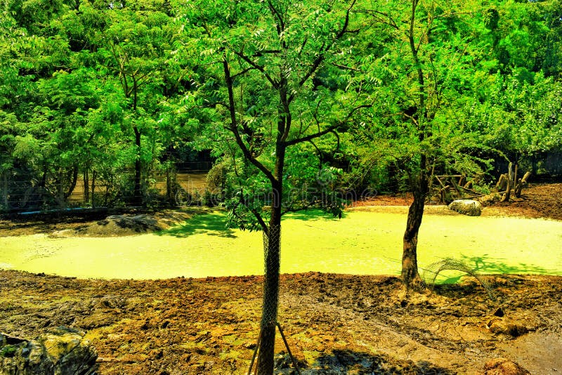 Green tree beside lake stock photo. Image of green, jungle - 166757076