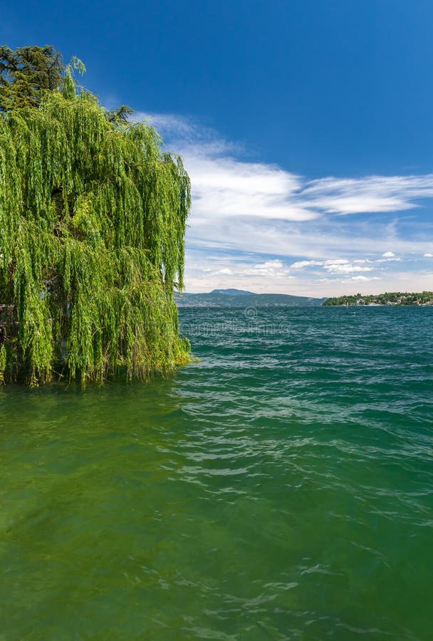 The Green Tree on a Lake Garda with Mountains As Stock Image - Image of ...