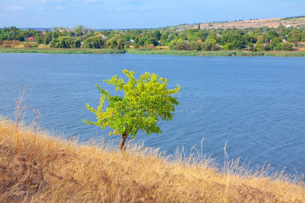 Green tree and lake stock image. Image of coast, calm - 178106359